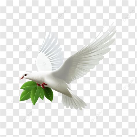 Symbolic Dove With Green Leaves White Dove On Branch Peaceful Dove