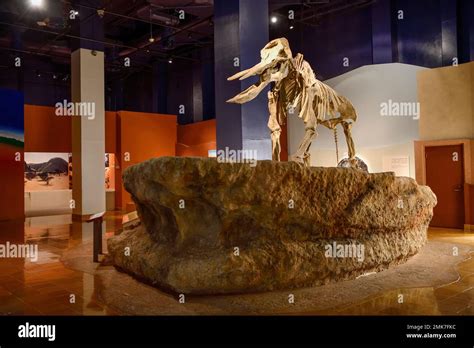Platybelodon Skeleton