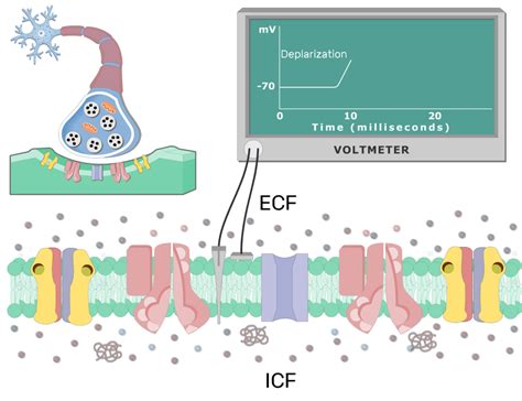 Repolarization And Depolarization