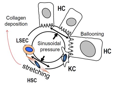 sph cellular level