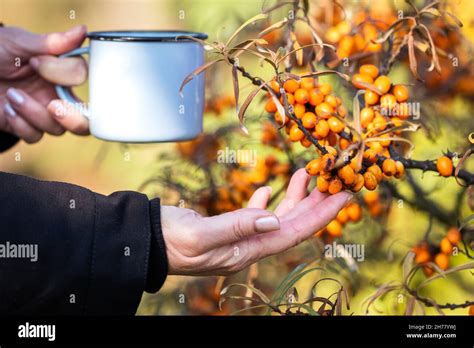 Woman Hand Picking Sea Buckthorn Harvesting Berry Fruit For Healthy Eating Natural Antioxidant