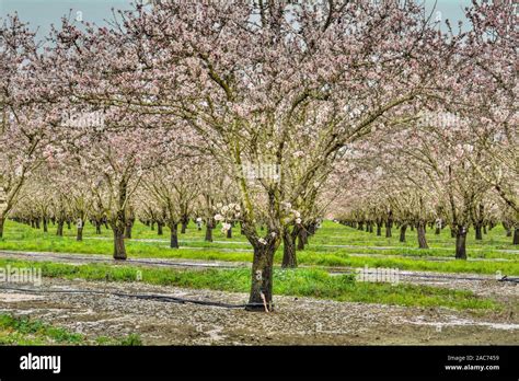 Panoramic View Of Almond Blossoms In Orchard In The Beginning Of The