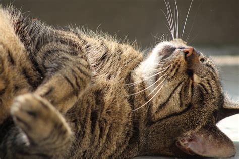 Kat Cypers Katten Gratis Foto Op Pixabay