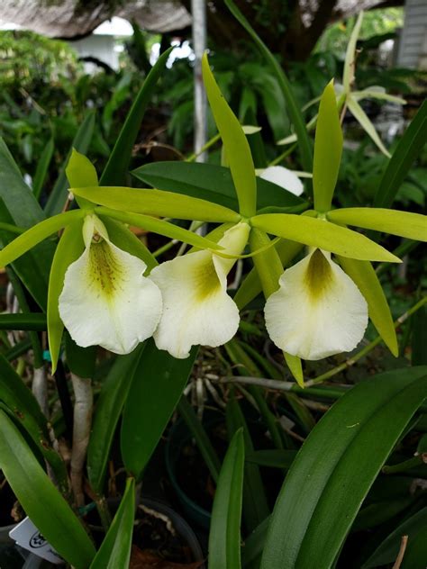 Procatavola Key Lime Star C Lime Sherbet × Brassavola Nodosa — Jim N I Orchids