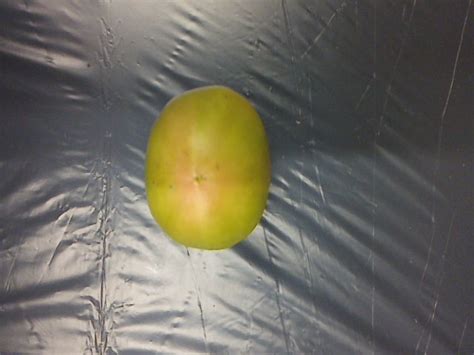 Tomatodatasetcoco2025 Object Detection Dataset By Doingthings