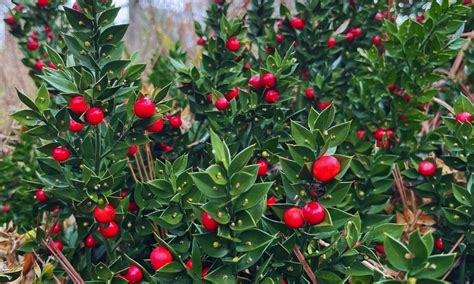 31 Facts About Ruscus