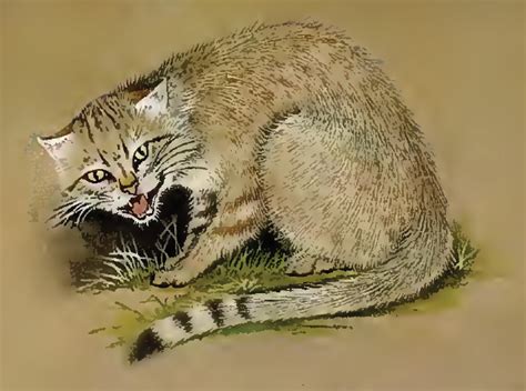 The Cuddlywumps Cat Chronicles Were Leopard Cats Domesticated In China