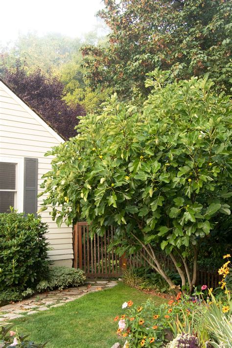 Fig Tree Care Guide How To Grow Healthy Fig Trees In 2025 Fig Tree