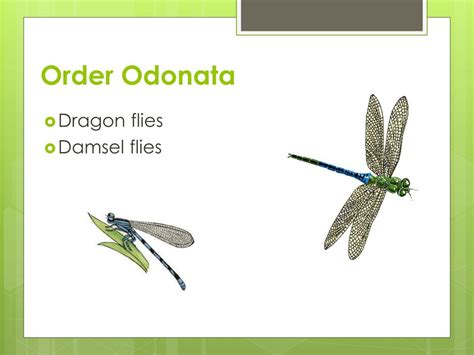 Ppt Insect Classification Powerpoint Presentation Free Download Id