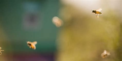 Learn More About Bee Venom Natures Powerful Elixir For Ageless Beauty