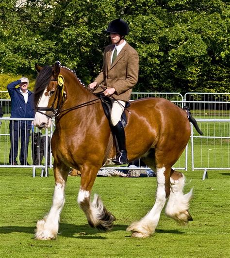 Clydesdale Horse Show Clydesdale Horses Clydesdale Horses Budweiser