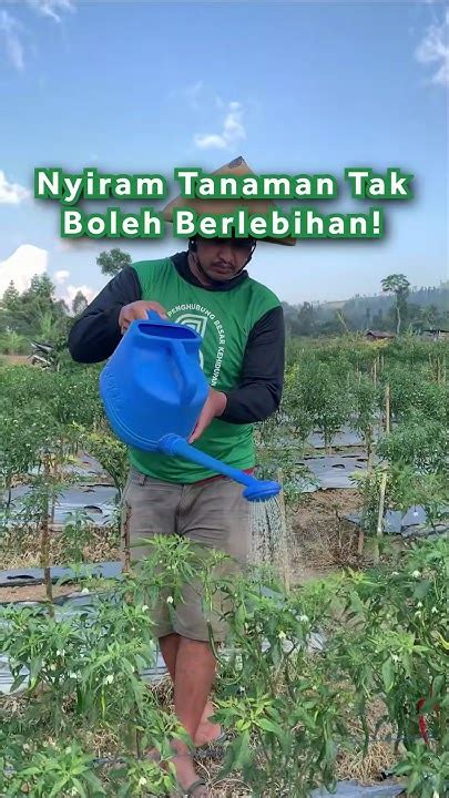 Kenapa sih Nggak Boleh Nyiram Air Berlebihan? Simak🌱#bisatani #berkebun #air #tanaman #irigasi ...