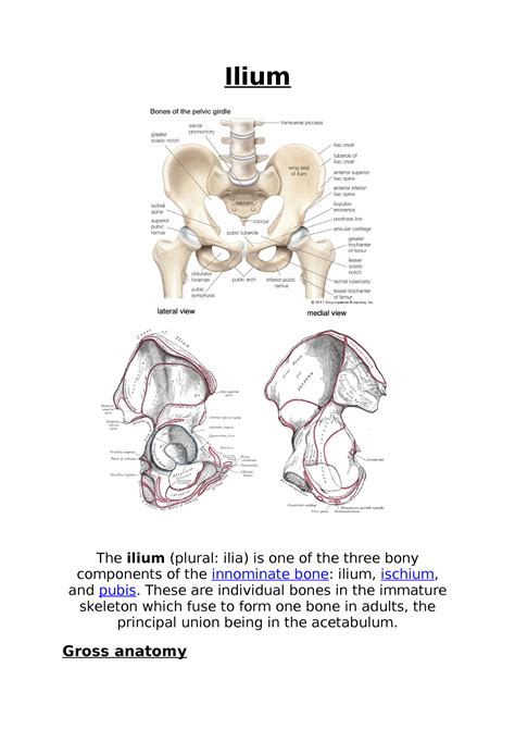 Pelvic Girdle Ilium Ilium The Ilium Plural Ilia Is One Of The Three Bony Components Of
