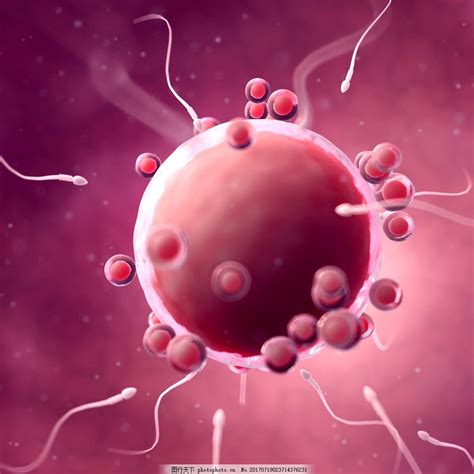 受精过程图片女性美容人物形象 图行天下素材网