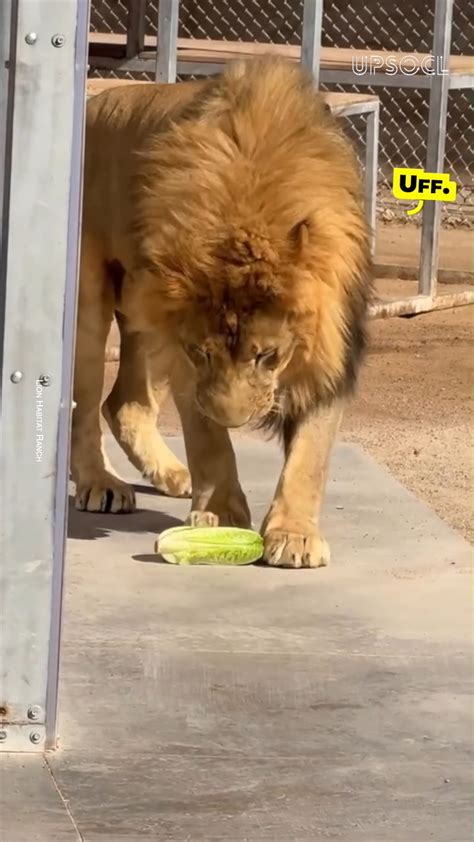 Rata Aprieta El Puño De La Rabia Este Malhumorado Roedor Jamás Pensó
