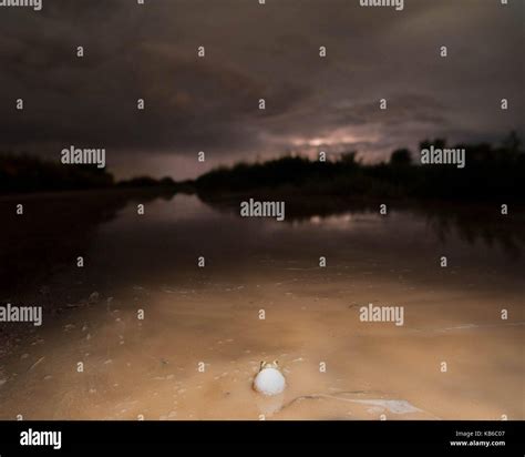 Breeding Couchs Spadefoot Toads Scaphiopus Couch Bosque Del Apache National Wildlife Refuge