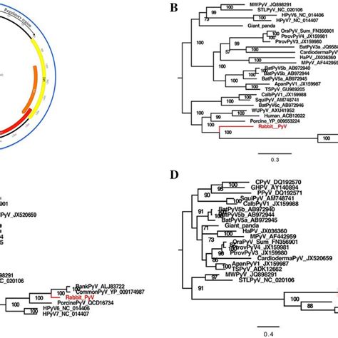 Genome Organization Of The Rabbit Polyomavirus And Phylogenetic
