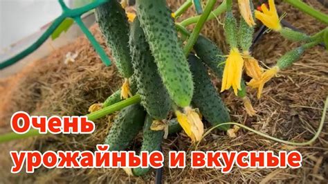 Эти огурцы точно не оставят вас без вкусного урожая - YouTube