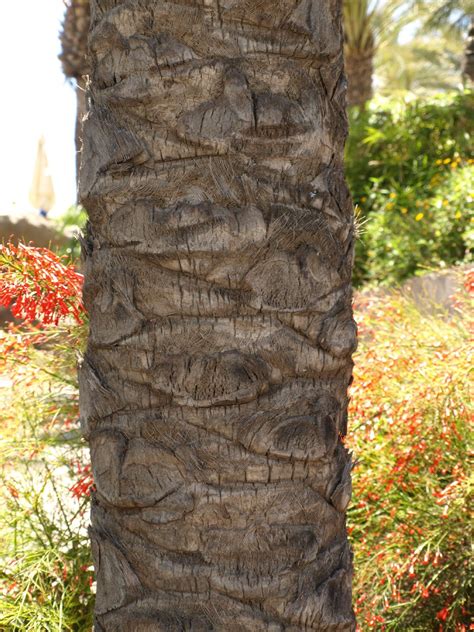 Free Tree Bark Texture Photo Gallery