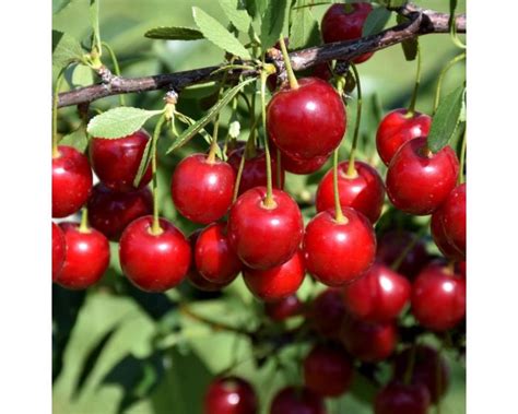 Crimson Passion Cherry Tree Form 15g