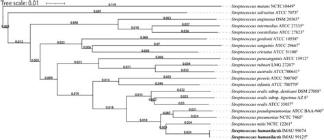 Whole Genome Phylogenetic Tree With Rectangular Cladogram Layout