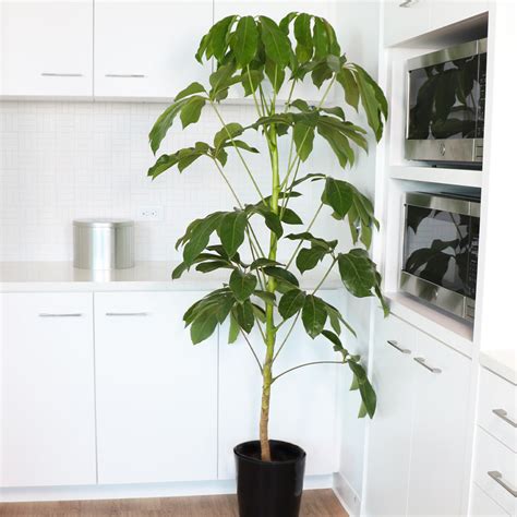Large Umbrella Tree For Sale At Bill Voigt Blog