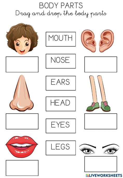 Ejercicio Interactivo De Parts Of Face Artofit
