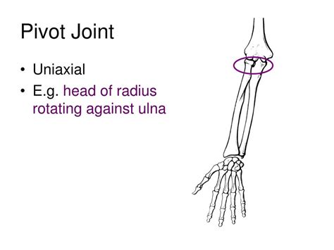 Ppt Joints Of The Human Body Powerpoint Presentation Free Download