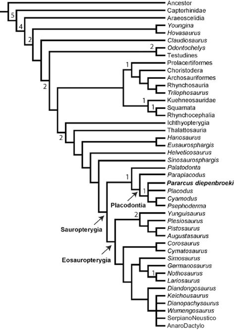 Strict Consensus Tree Of Nine Most Parsimonious Trees Minimum Steps