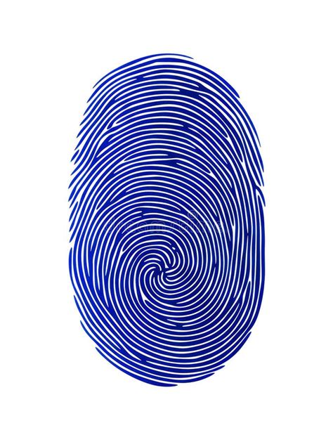 Human Fingerprint Unique Papillary Pattern Close Up Isolated Stock