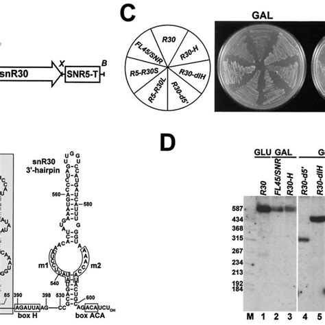 Structure Of Nucleolus Under Light And Electron Microscope A Human Download Scientific