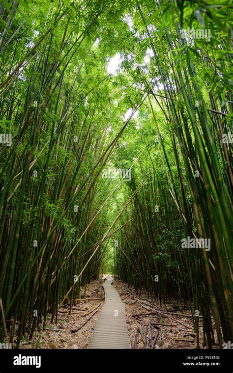 Path Through Dense Bamboo Forest Leading To Famous Waimoku Falls