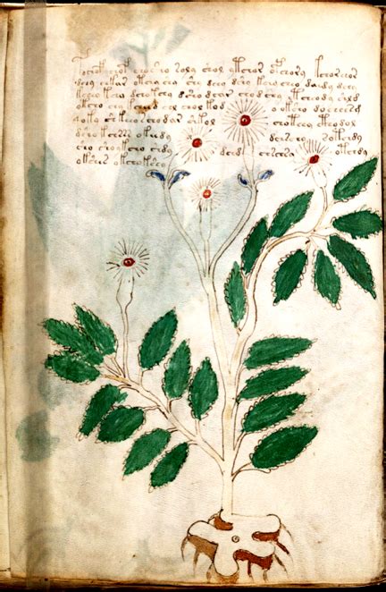 Voynich Manuscript Plants