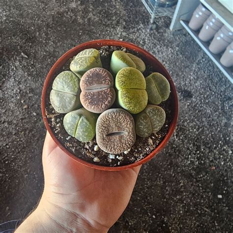 Lithops Large Assorted Lithops Etsy