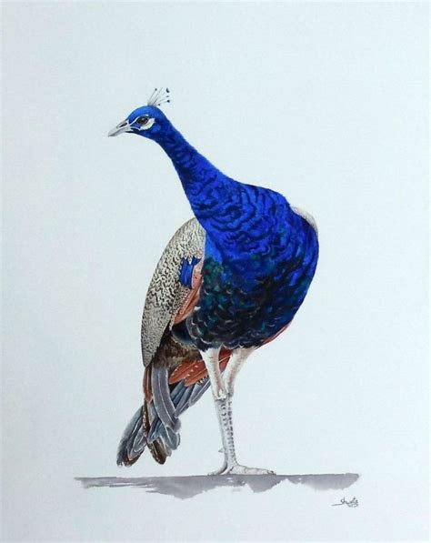 Peacock Artwork By Aakritiarts