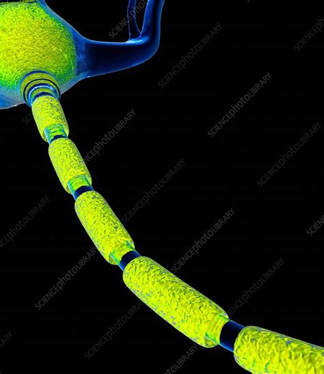 Nerve Cell Artwork Stock Image F0028691 Science Photo Library