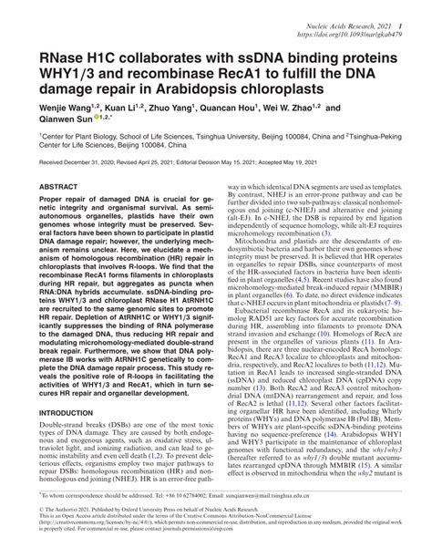 Pdf Rnase H1c Collaborates With Ssdna Binding Proteins Why13 And