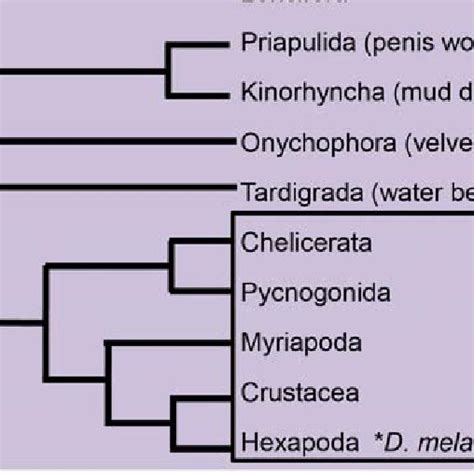 Representation Of Ecdysozoan Phylogeny Reproduced From Telford Et Al