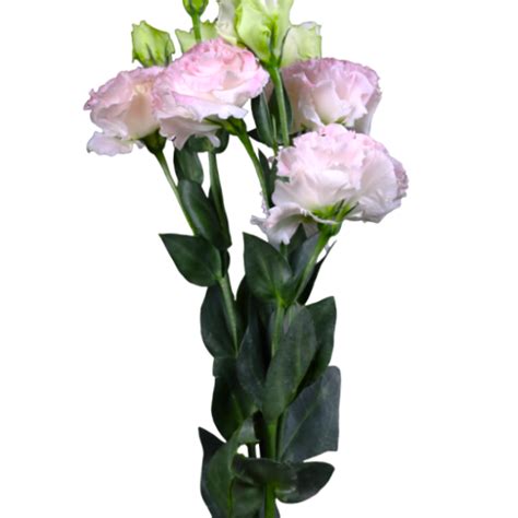 Eustoma