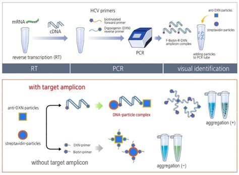 Review Mdpi Nanoparticle Diagnosis Dna Biosensors Sensors Openaccess Abstract