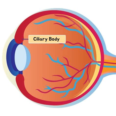 10 Parts Of The Eye Earth How