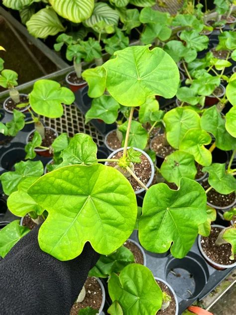 Jatropha Podagrica ‘buddha Belly Plant Euphorbia Garden Utility Tools