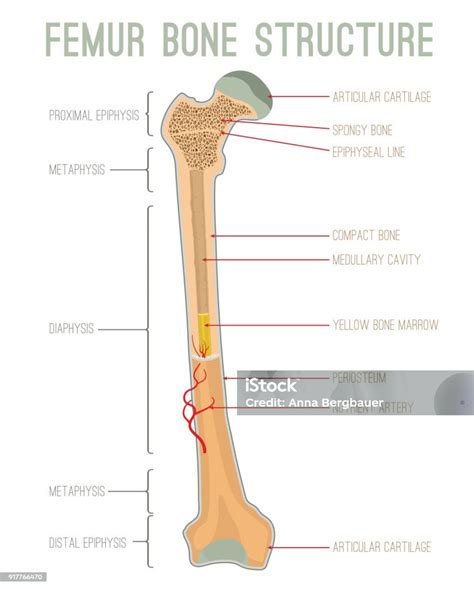 Femur Thigh Bone Definition Location Anatomy Diagrams Atelier