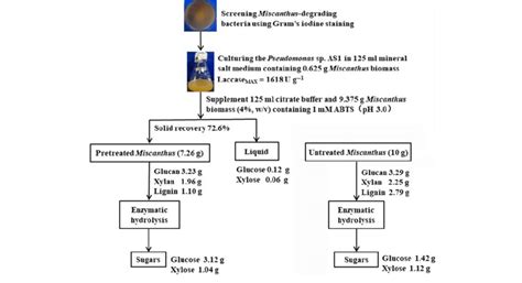 Flow Chart Of Experiments Investigated The Effects Of Pseudomonas Sp
