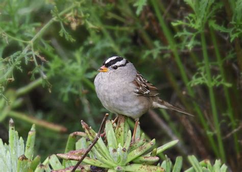 36 Sparrows In Texas A Guide To Identification And Behavior