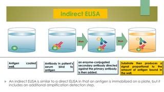 Basis Of Hormone Measurements Biochemistry Pdf