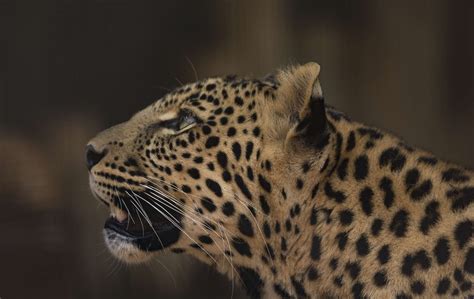 Leopardcubrosettespredatorafrica Free Image From