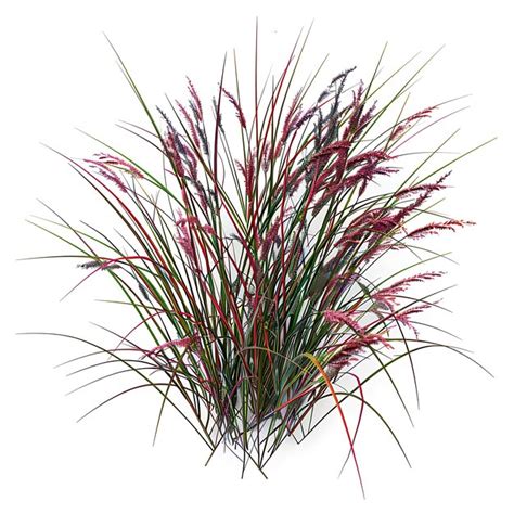 Blue Grama Grass With Bold Red Reed And Turquoise Hints Gras Fresh