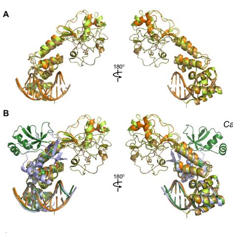 Figure S3 Structural Comparisons Of The Caulobacter Ct Parb Pars