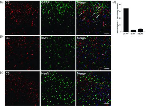 Double Staining Of C3 With Different Cellular Markers A C C3 Was